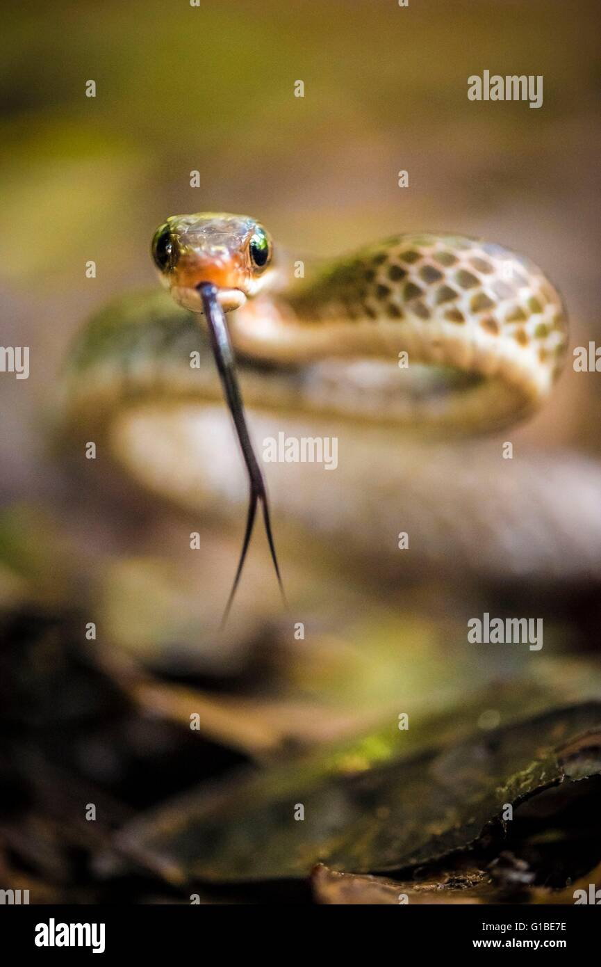 France, Guyana, French Guyana Amazonian Park, heart area, Mount Itoupe ...