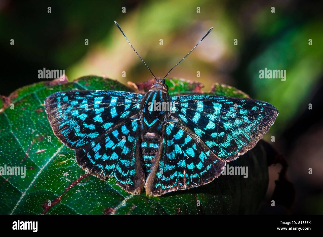 Menander butterfly hi-res stock photography and images - Alamy