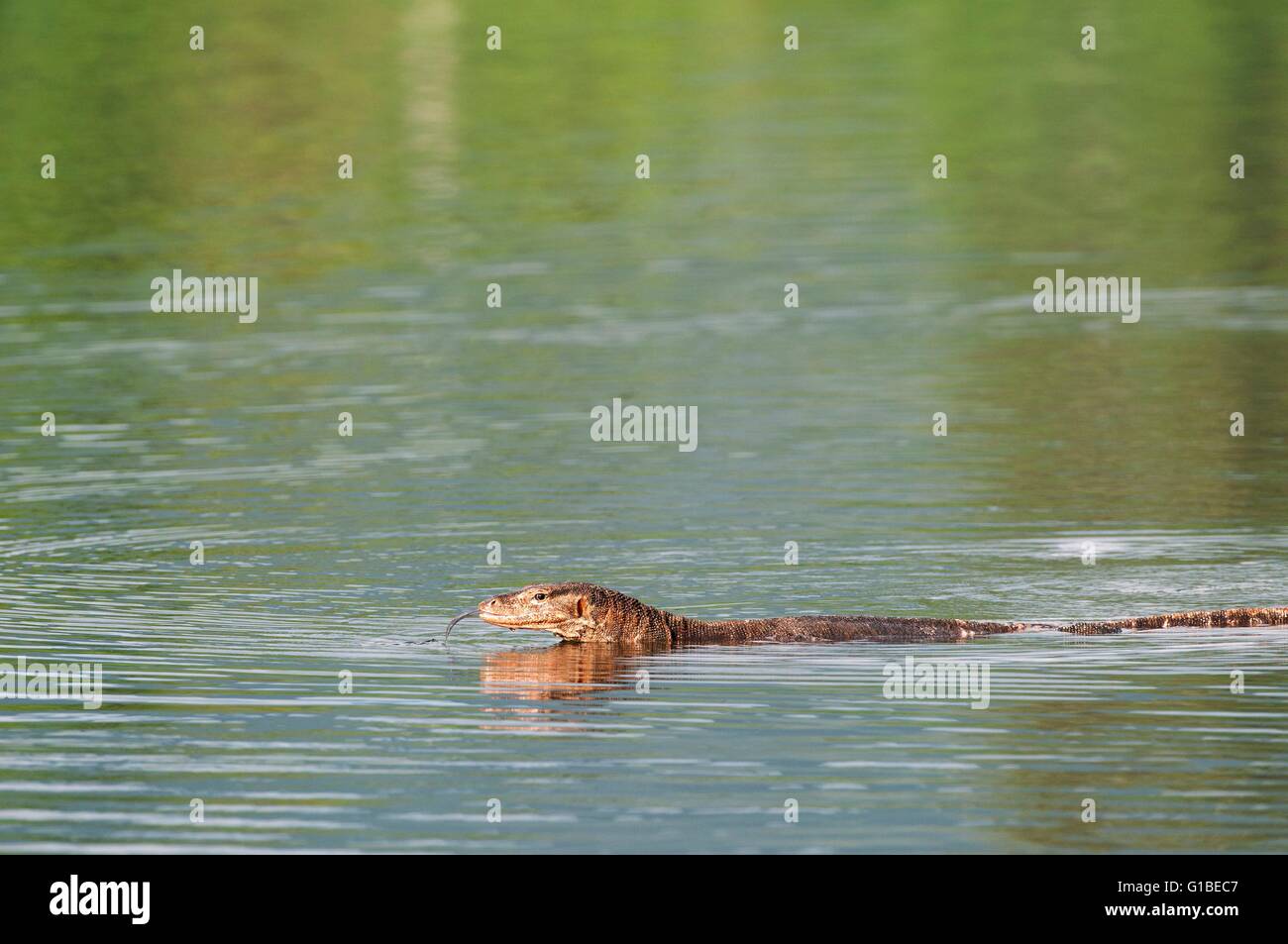 Thailand, Dumeril's Monitor Lizard (Varanus dumerilii Stock Photo - Alamy