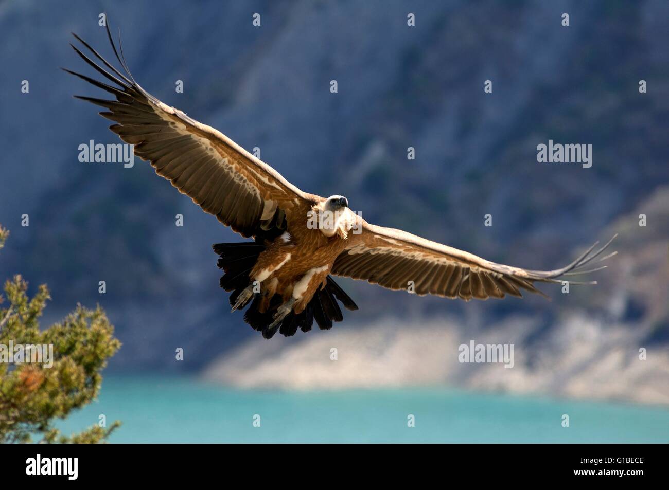 France, Pyrenees, Griffon Vulture (Gyps fulvus), in flight Stock Photo ...