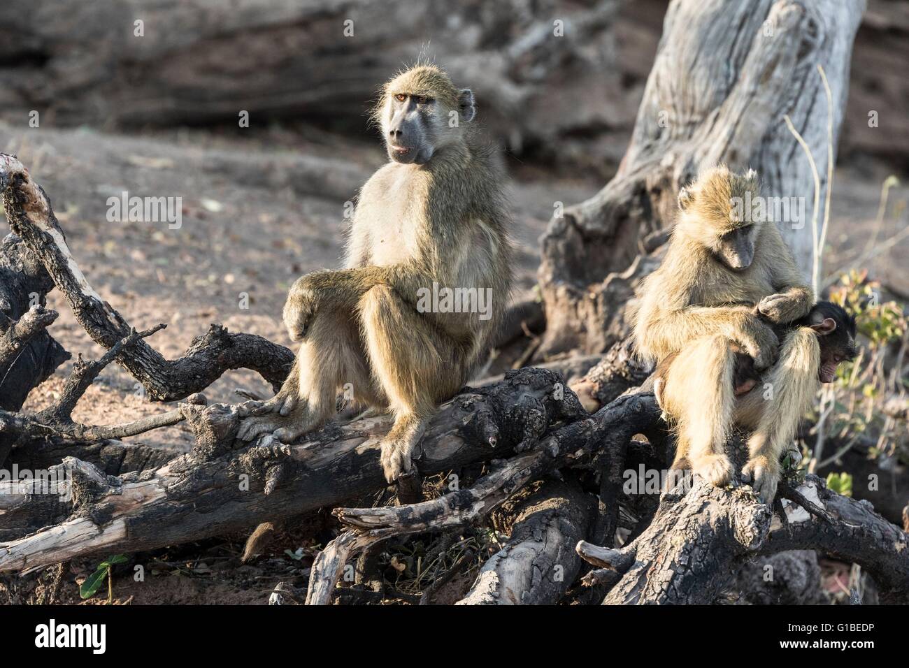 Botswana, Chobe national park, chacma baboon (Papio ursinus), grooming ...