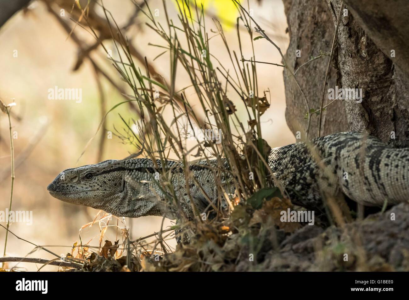 Varanus exanthematicus hi-res stock photography and images - Alamy