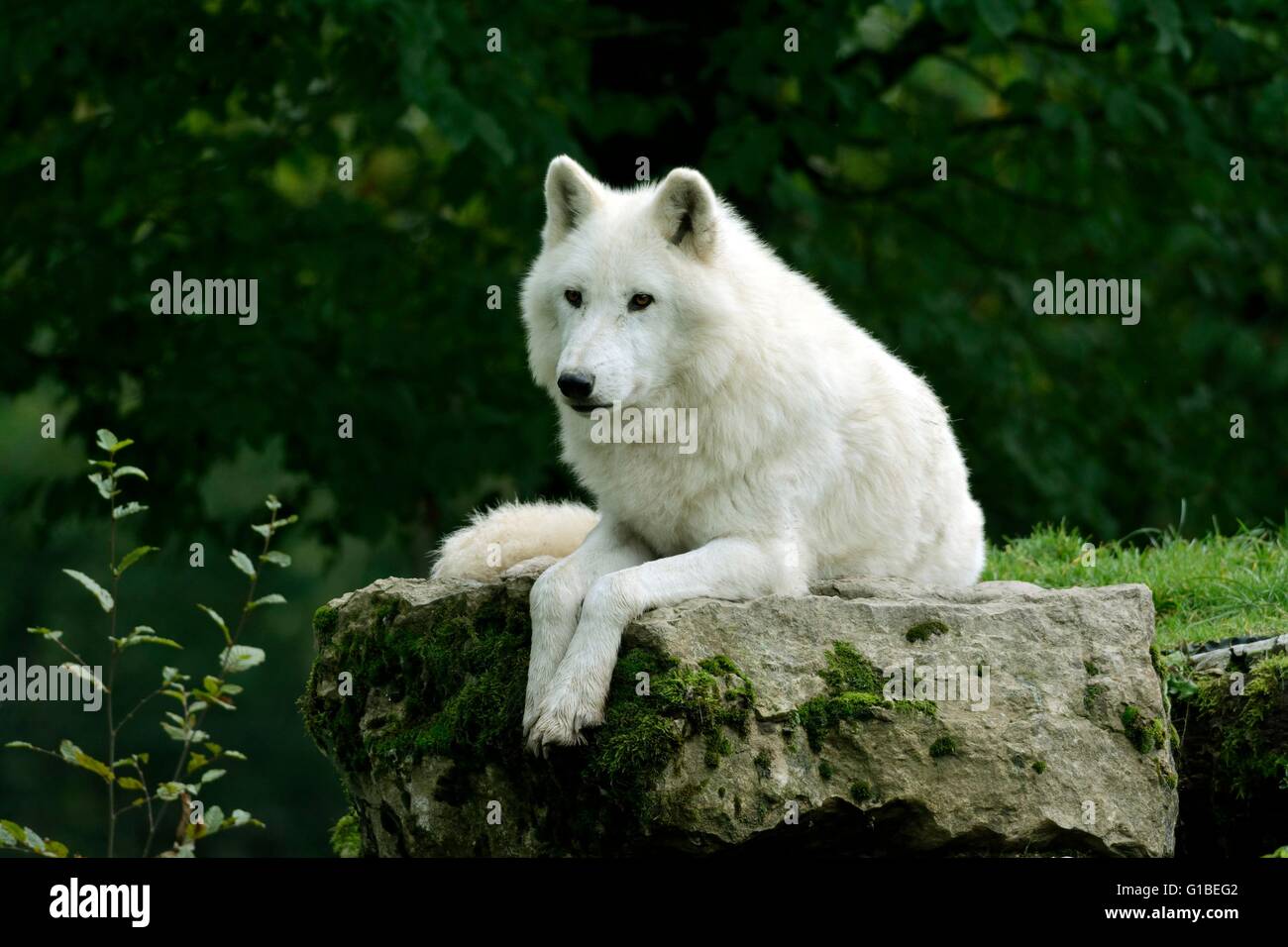 All White Wolf