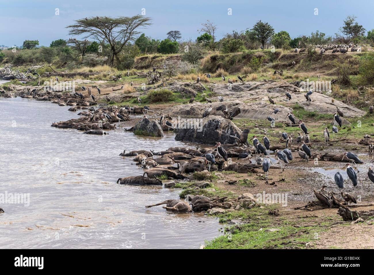Dead Wildebeest High Resolution Stock Photography and Images - Alamy