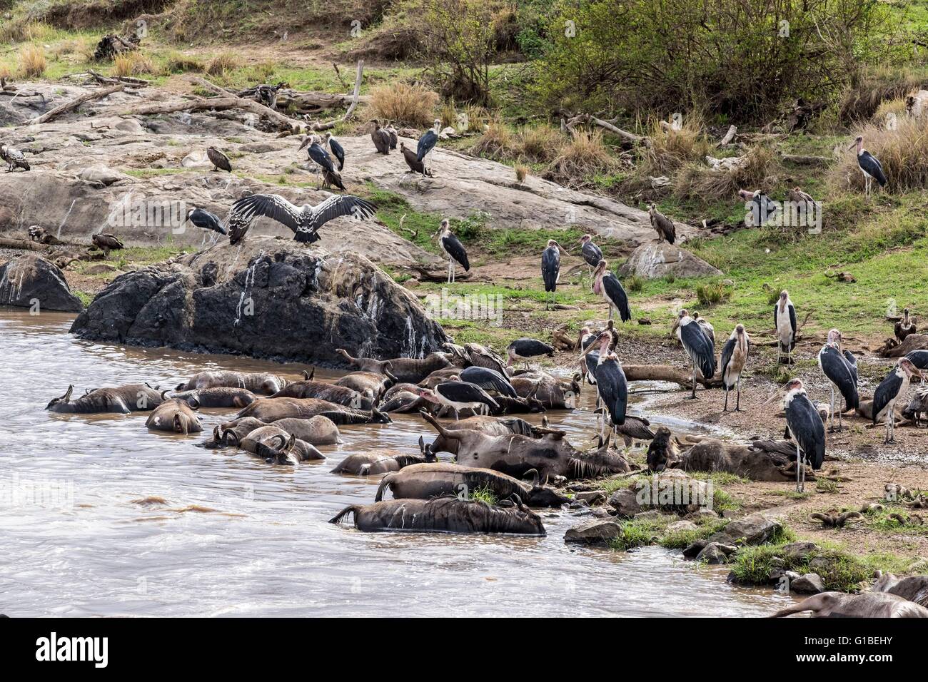 Group of dead wildebeest hi-res stock photography and images - Alamy