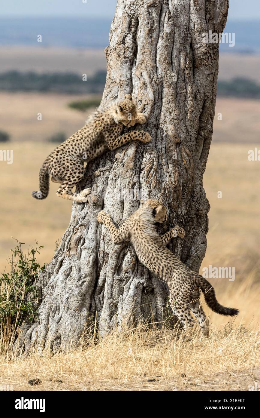Cheetah cubs climbing tree hi-res stock photography and images - Alamy