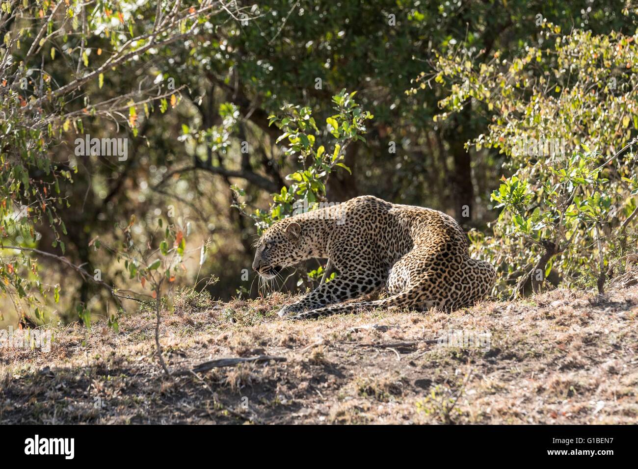 Kenya, Masai-Mara game reserve, leopard (Panthera pardus), female ...