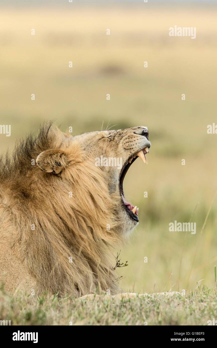 Kenya, Masai-Mara game reserve, lion (Panthera leo), male yawning Stock ...