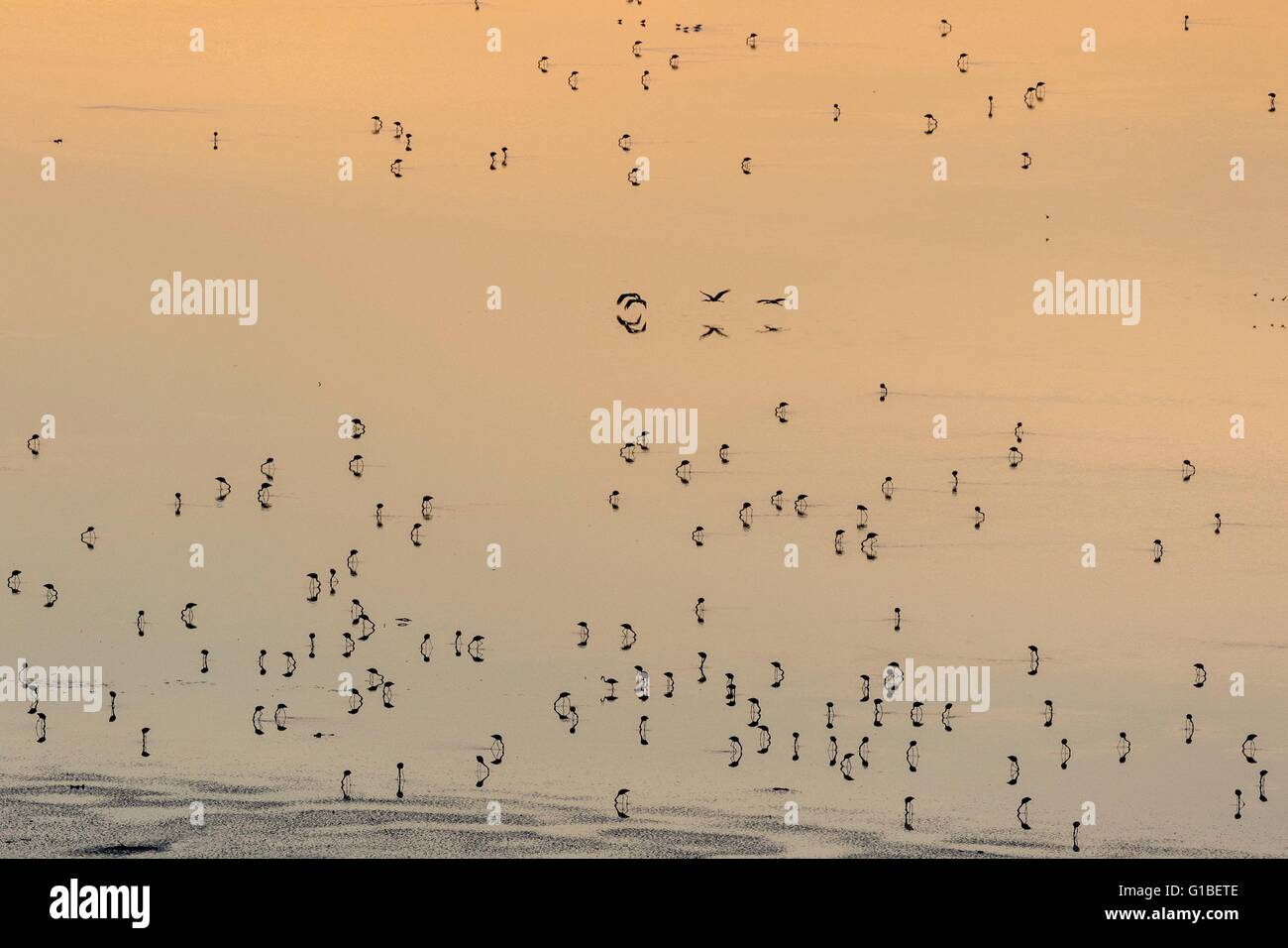 Kenya, Magadi lake, flamant nain, lesser flamingo (Phoeniconaias minor ...