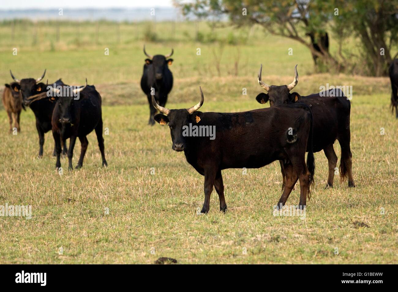 France, Cow Camargue, Camargue Stock Photo - Alamy