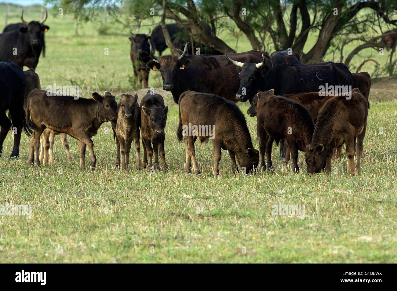 France, Calves of Camargue Stock Photo - Alamy