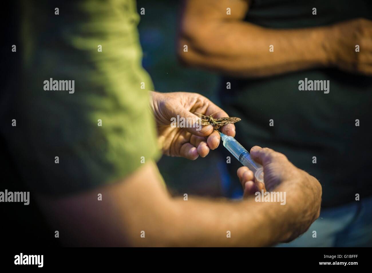 Guyana insects hi-res stock photography and images - Alamy