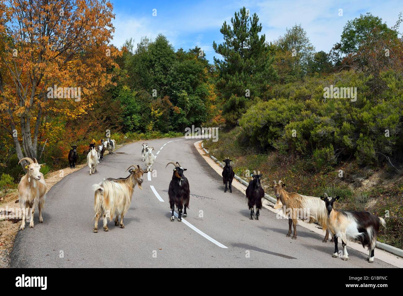 France, Corse du Sud, Prunelli river valley, Bastelica, herd of goats ...