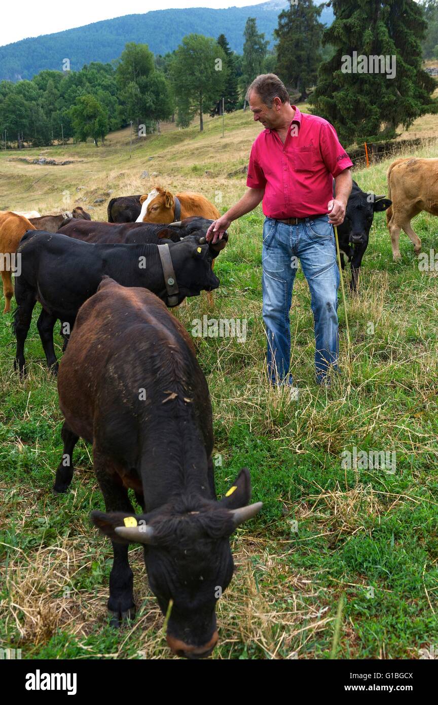 Switzerland, Valais, Val d'Herens, breeder cow to Herens Stock Photo ...