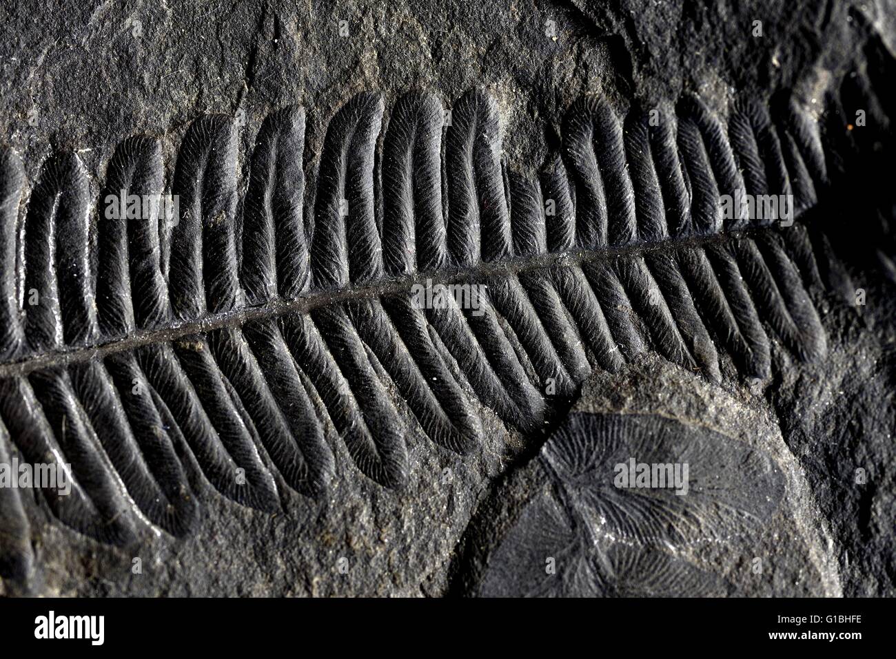 Coal shale fern fossil hi-res stock photography and images - Alamy