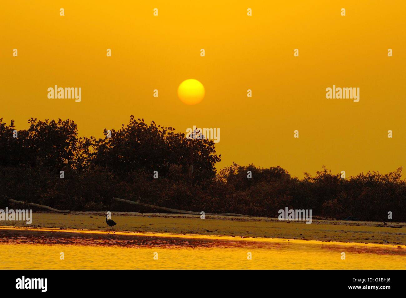 Senegal, Sine Saloum, Ndangane, L'Ile des Oiseaux (Birds Island Stock ...
