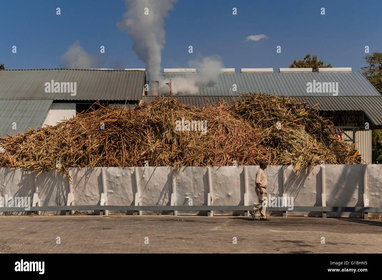 Haiti, Port au Prince, Barbancourt rum distillery, processing of the ...