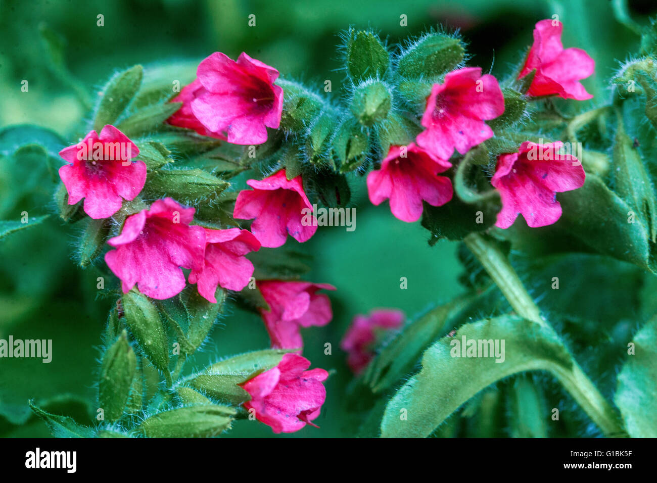 Red lungwort, Pulmonaria rubra close up flower Stock Photo - Alamy