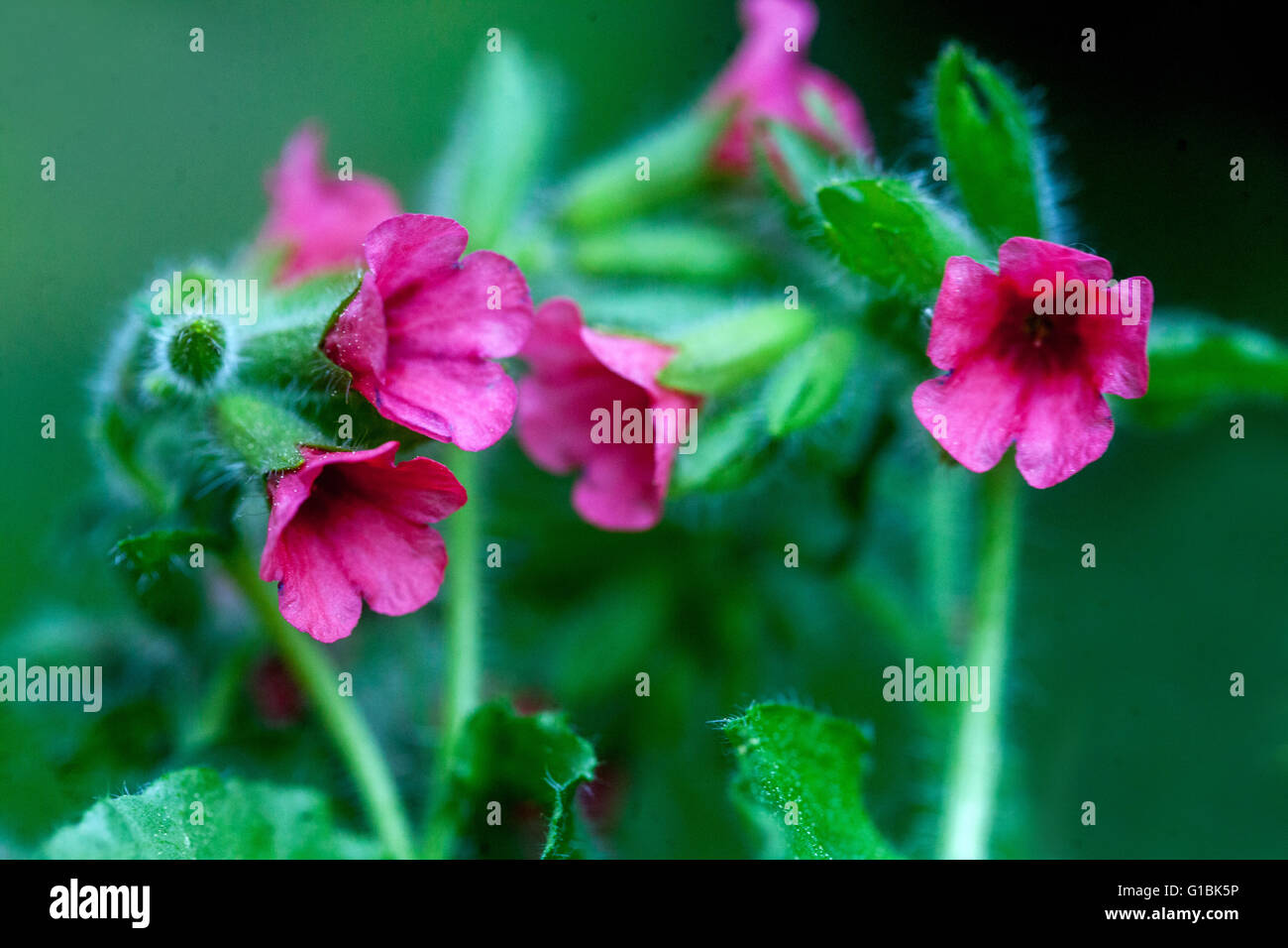 Red lungwort, Pulmonaria rubra in flower Stock Photo - Alamy