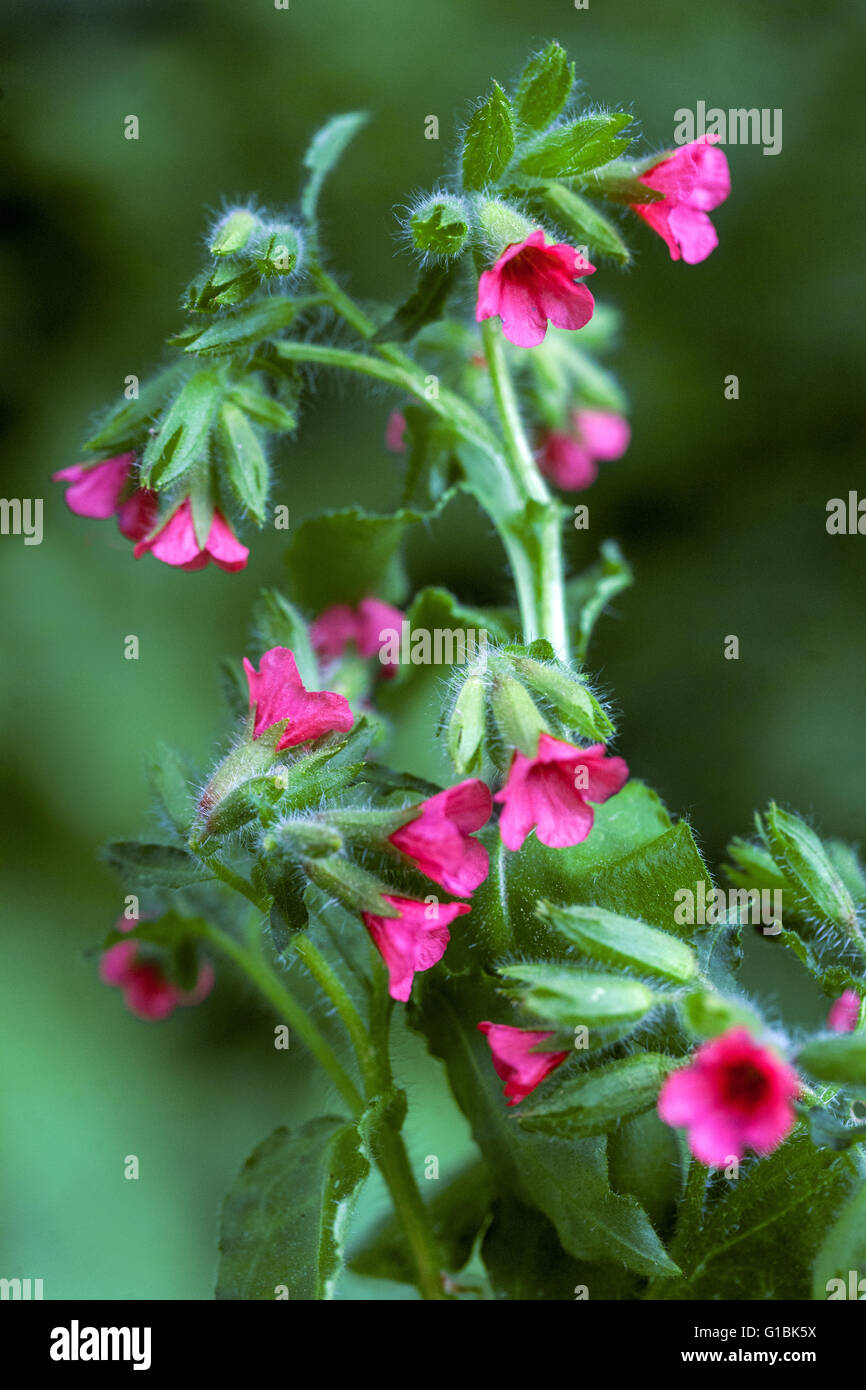 Red lungwort, Pulmonaria rubra in flower Stock Photo - Alamy