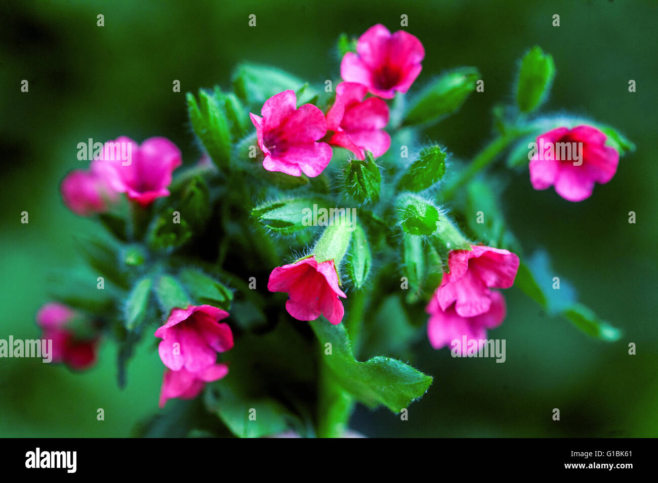Red lungwort, Pulmonaria rubra in flower Stock Photo - Alamy