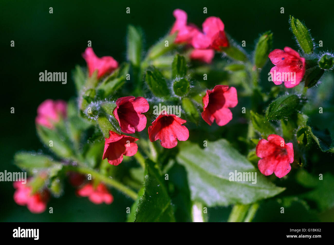 Red lungwort, Pulmonaria rubra in flower Stock Photo - Alamy