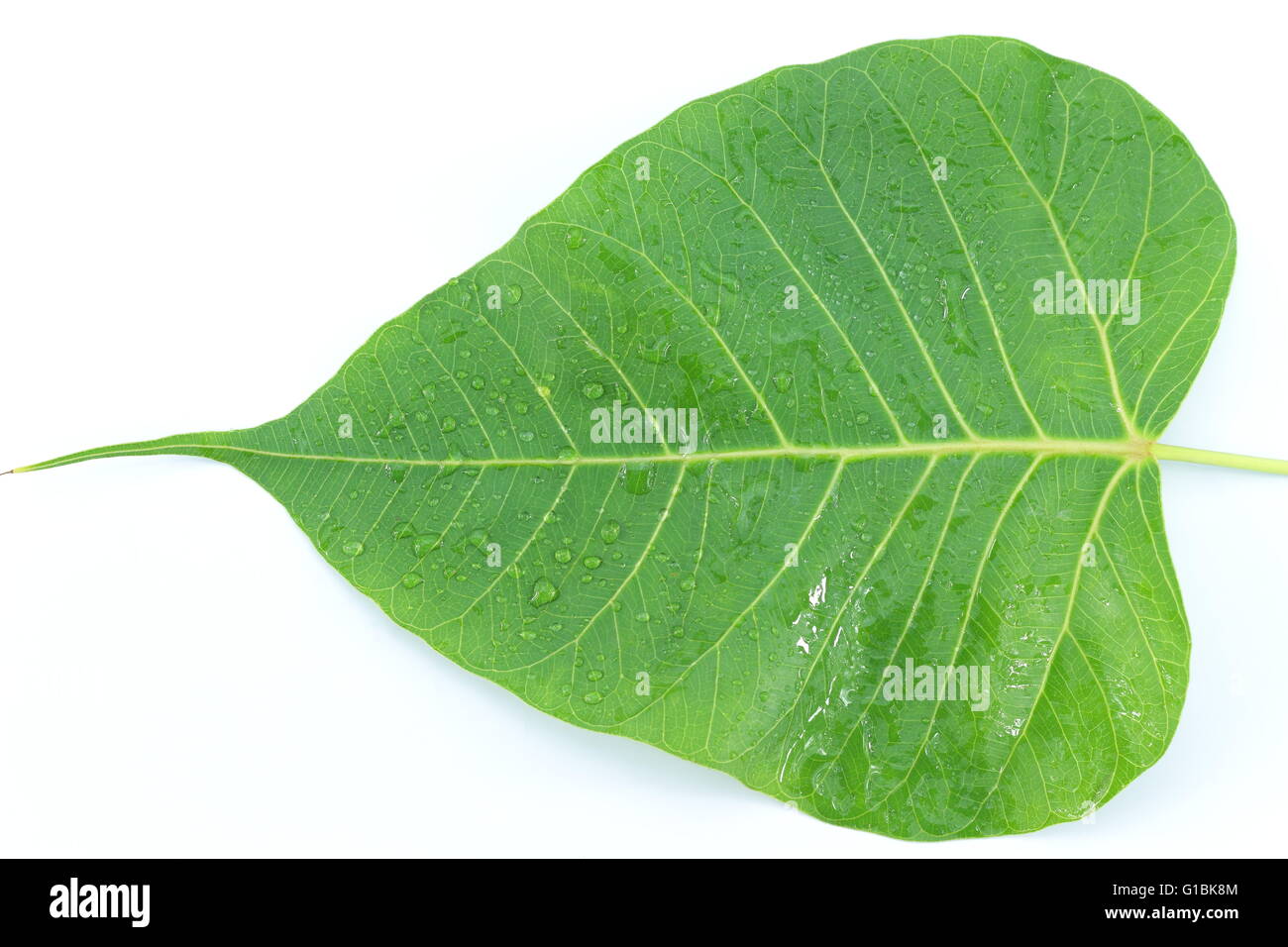 Tree life symbol sacred Cut Out Stock Images & Pictures - Alamy