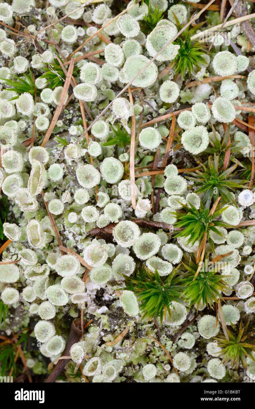 Pixie Cup Lichen, Cladonia coccifera, Wales, UK Stock Photo - Alamy