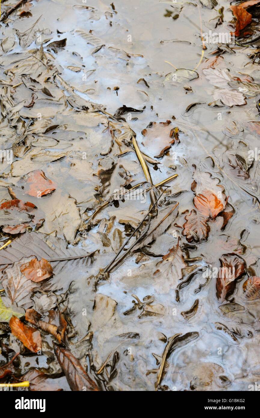 Iron bacteria hi-res stock photography and images - Alamy