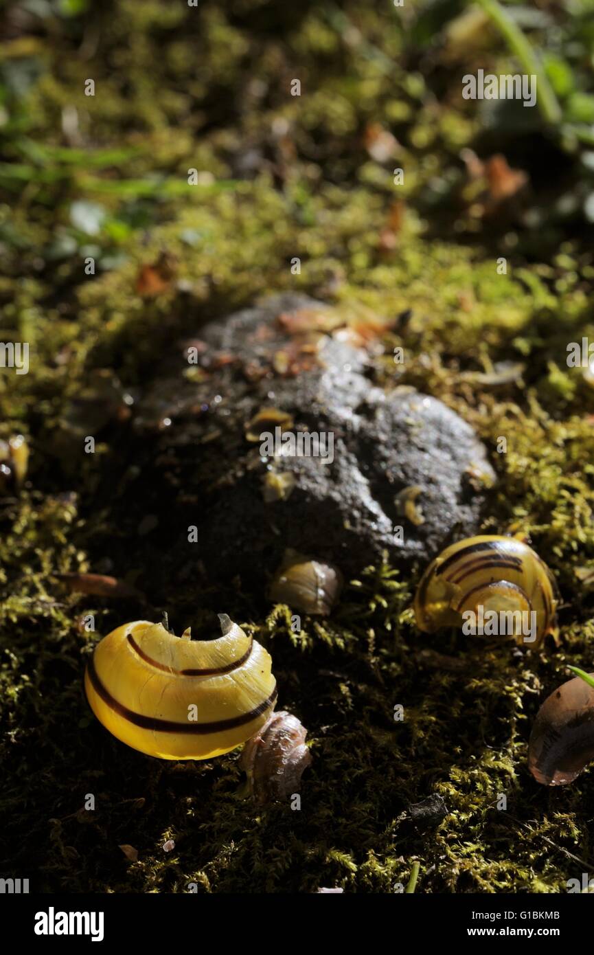 Snail inside shell hi-res stock photography and images - Alamy