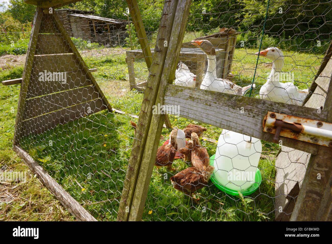 Wire mesh chicken run hi-res stock photography and images - Alamy