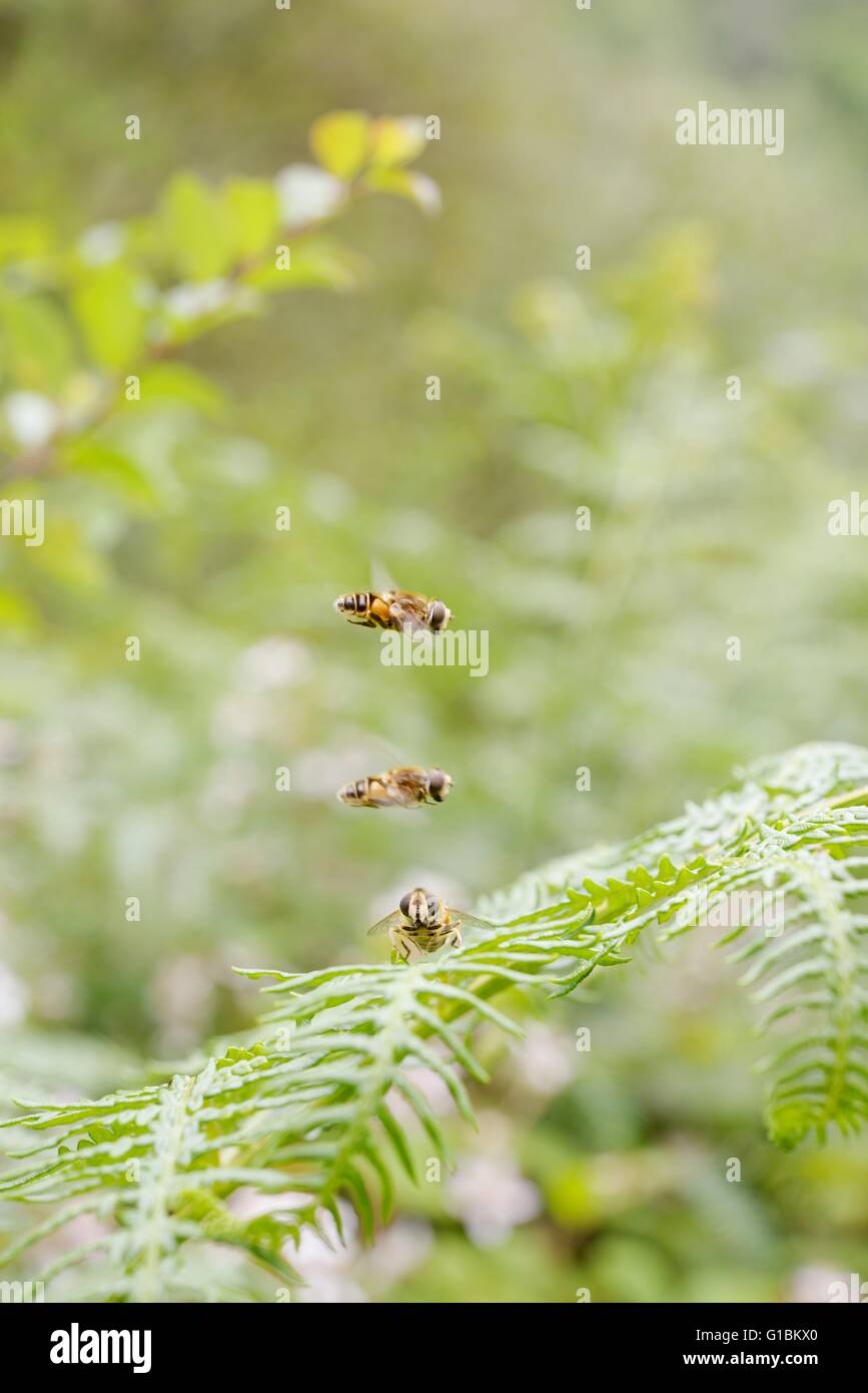 Hovering insect hi-res stock photography and images - Alamy