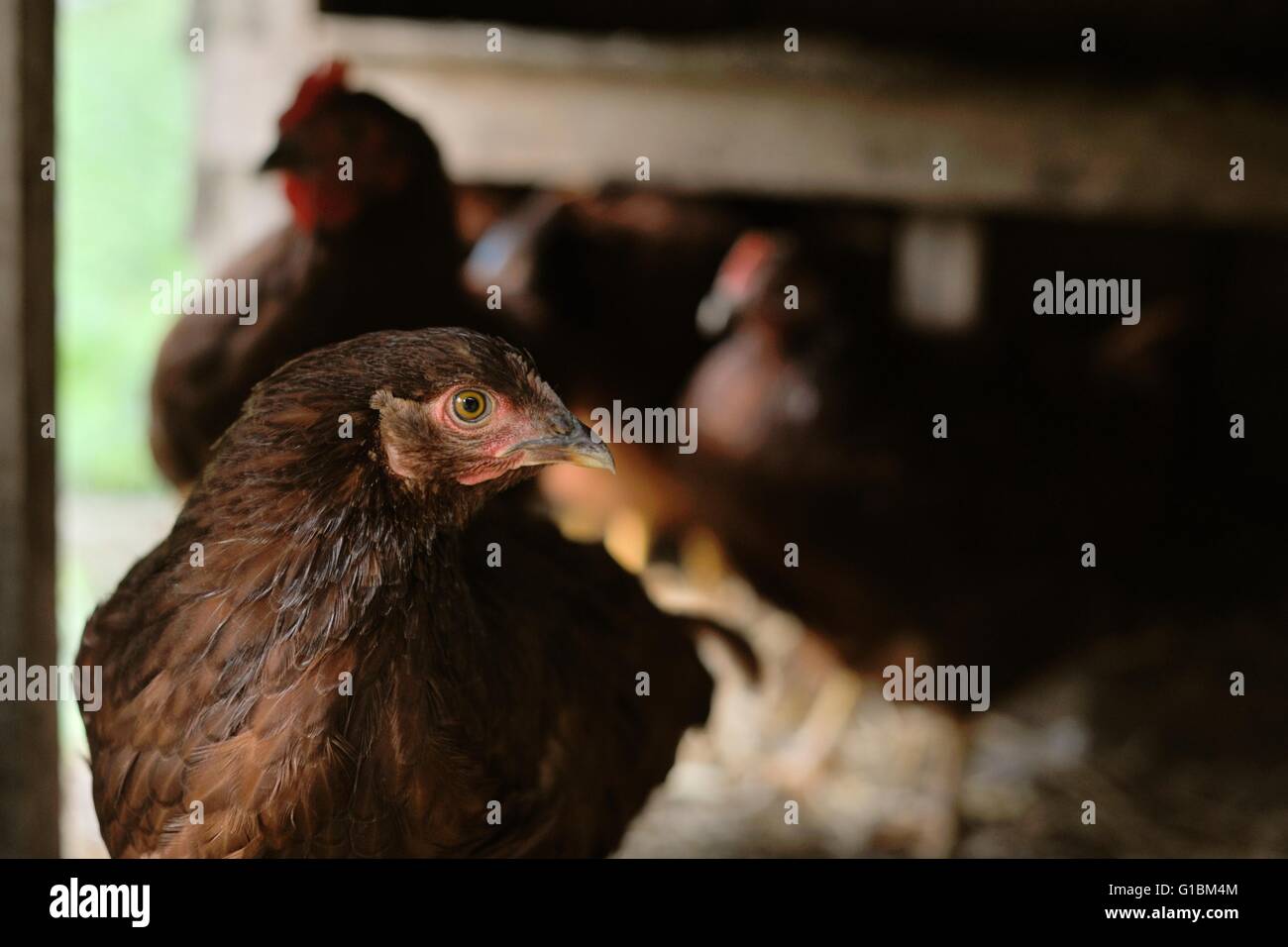 Rhode Island Red pure breed pullets with young rooster in a wooden hen ...