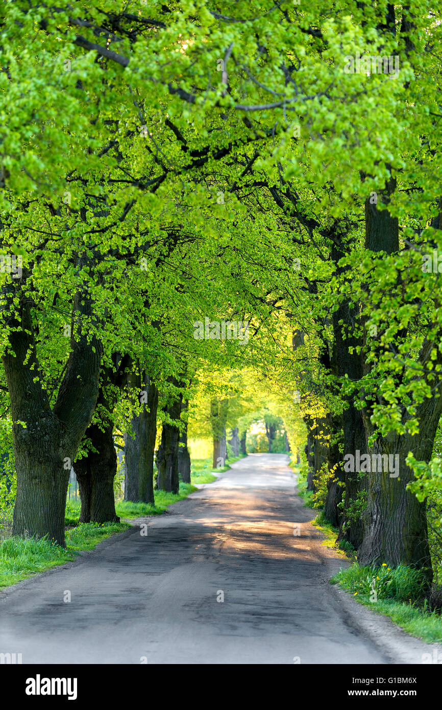 Beautiful spring asphalt road and tree alley. Spring rural landscape ...