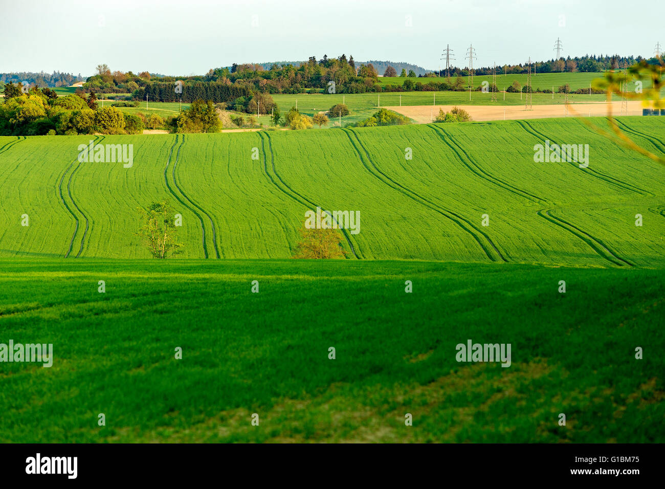 Beautiful green spring rural landscape with green field. Rural ...
