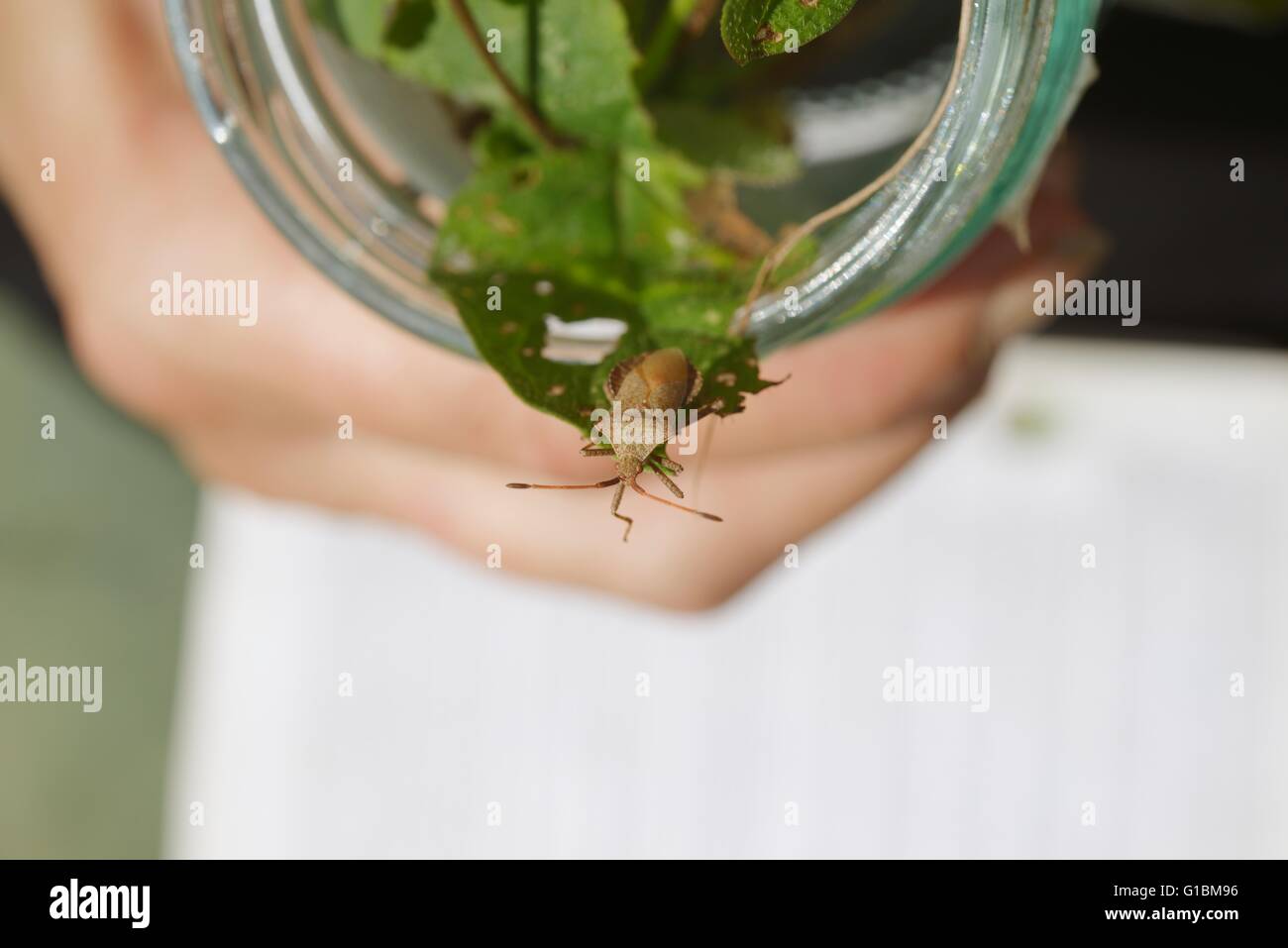 Identifying a Heteropteran bug from a field guide, Wales, UK Stock ...
