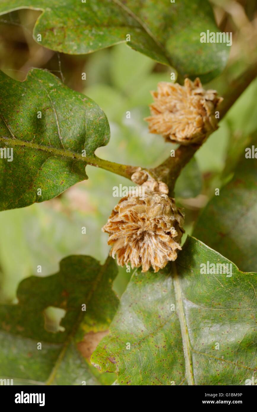 Gall wasp artichoke gall andricus fecundator hi-res stock photography ...
