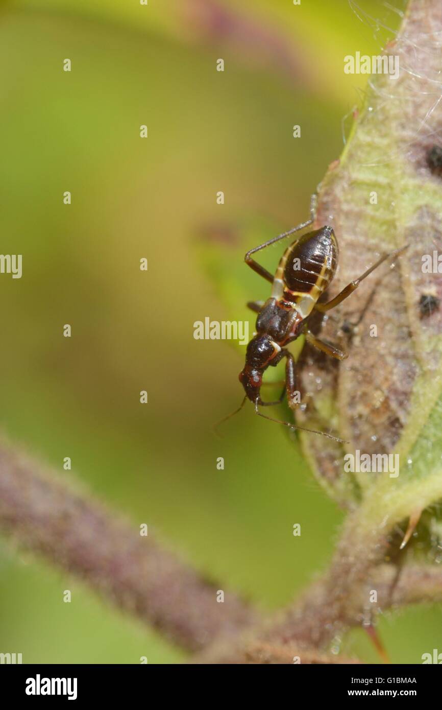 Ant Damsel Bug, Aptus mirmicoides Wales, UK Stock Photo - Alamy