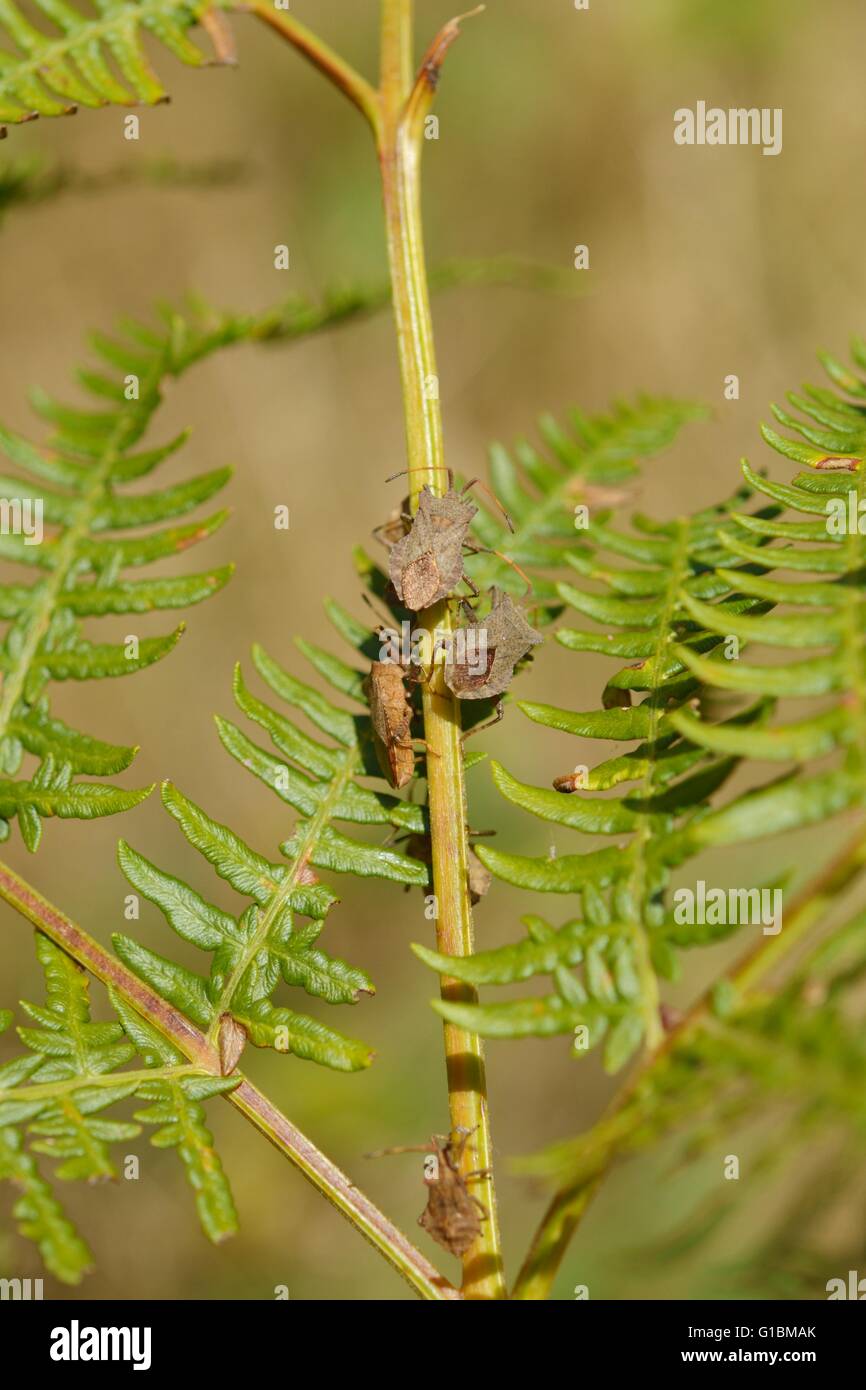 Shield bugs hi-res stock photography and images - Alamy