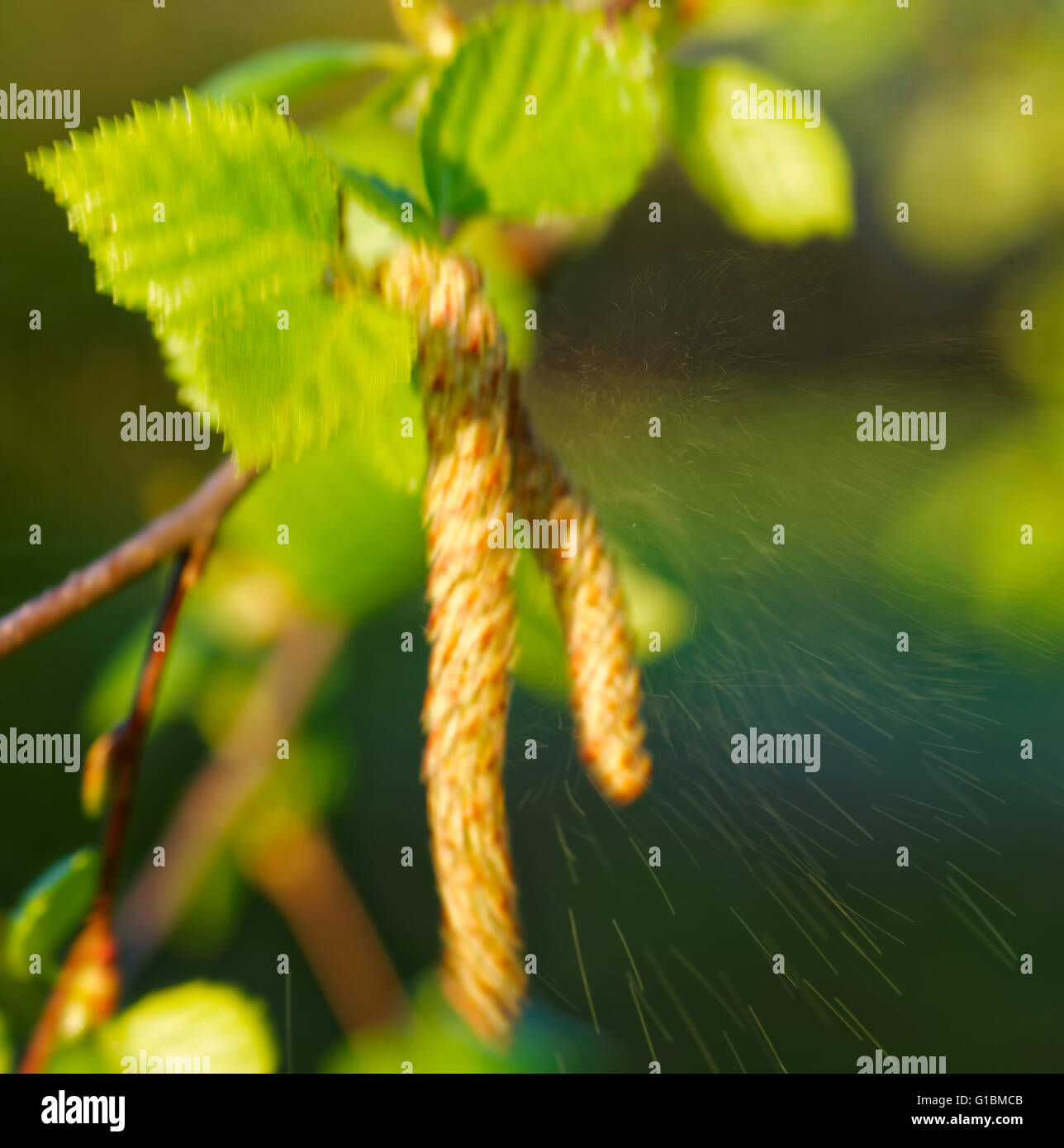 Monoecious hi-res stock photography and images - Alamy