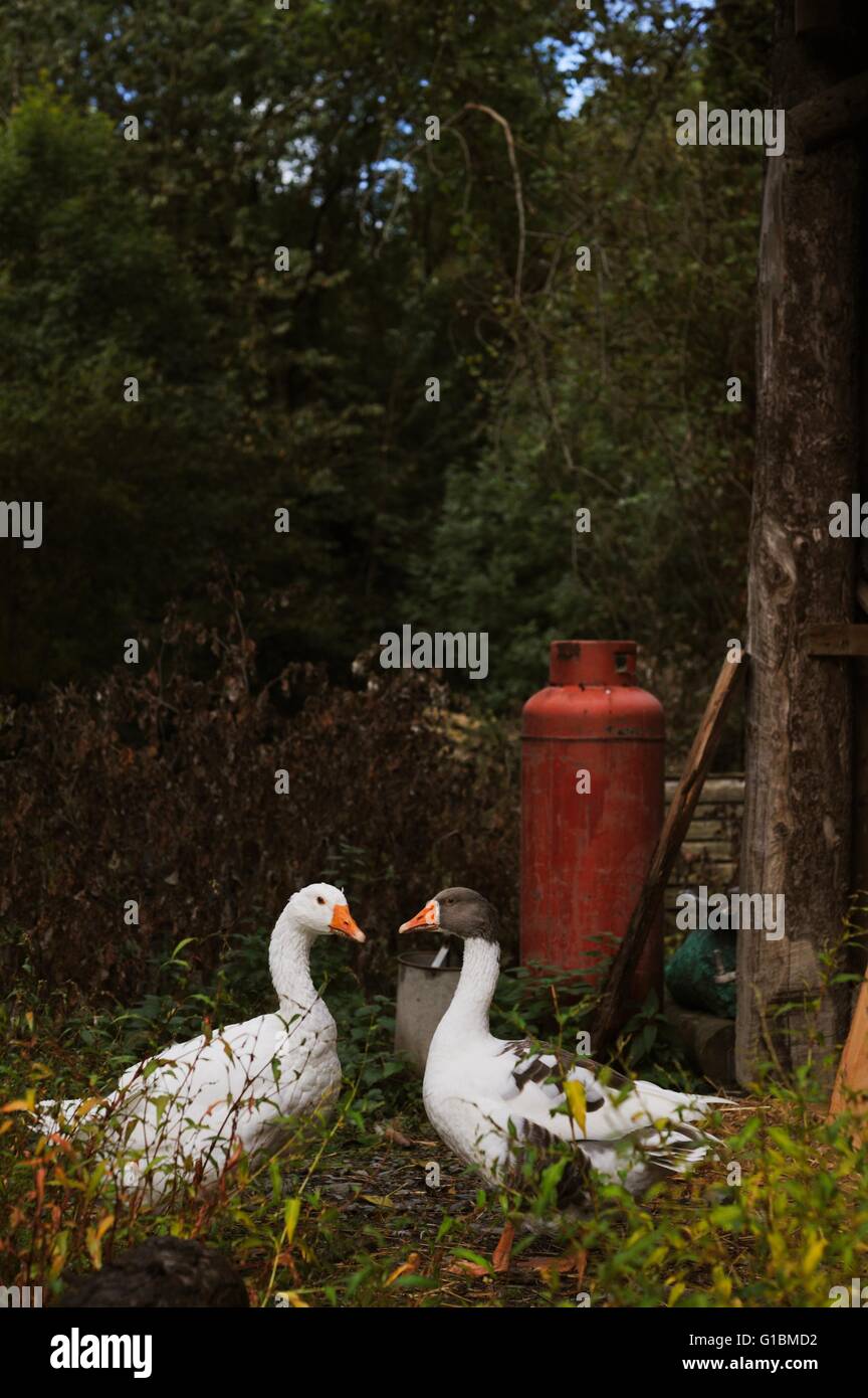 Geese farm uk hi-res stock photography and images - Alamy