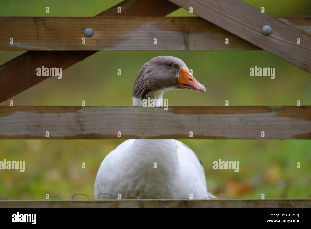 A female farmyard goose looking through a wooden gate, Wales, UK Stock ...