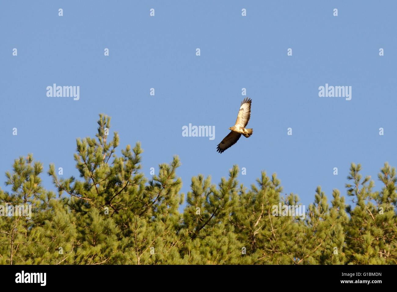 Buzzard uk hi-res stock photography and images - Alamy