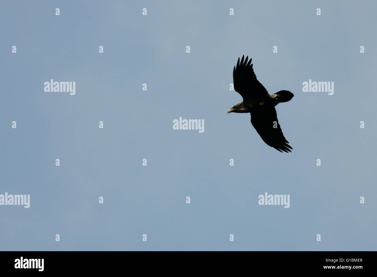 Raven bird uk hi-res stock photography and images - Alamy