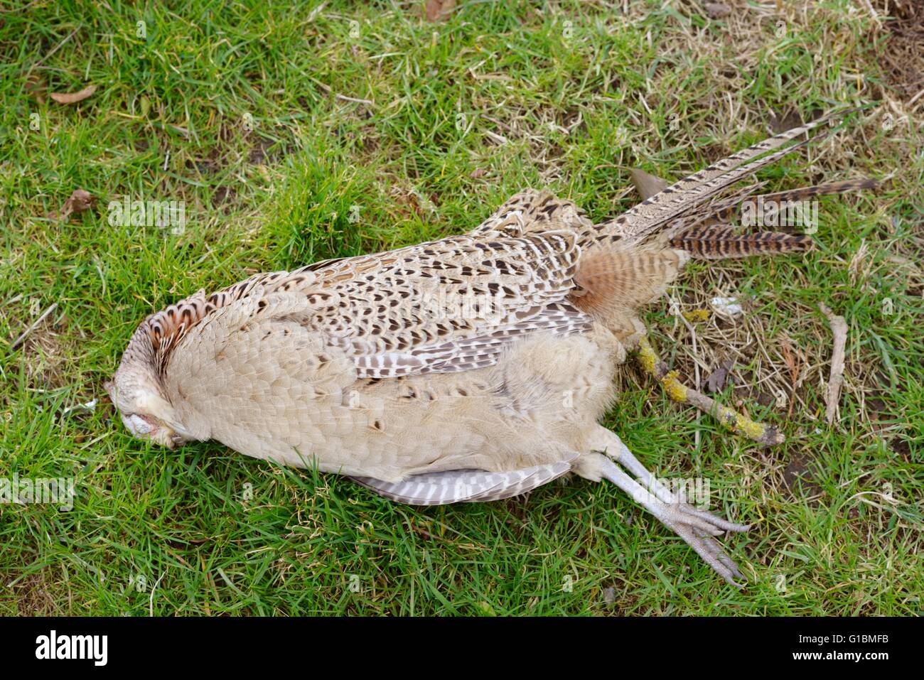 Roadkill uk pheasant hi-res stock photography and images - Alamy