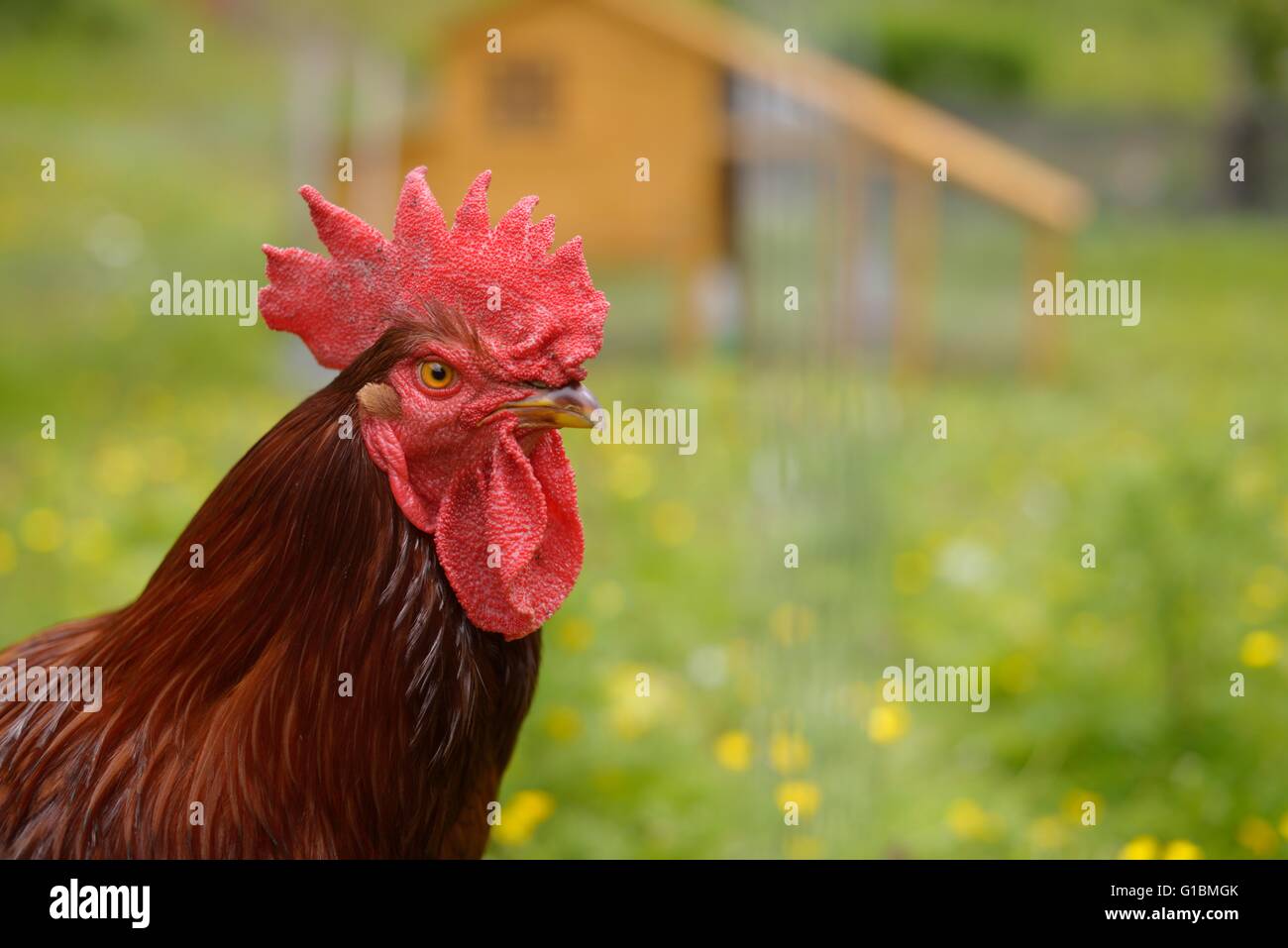 Road Island Red Rooster Drawing