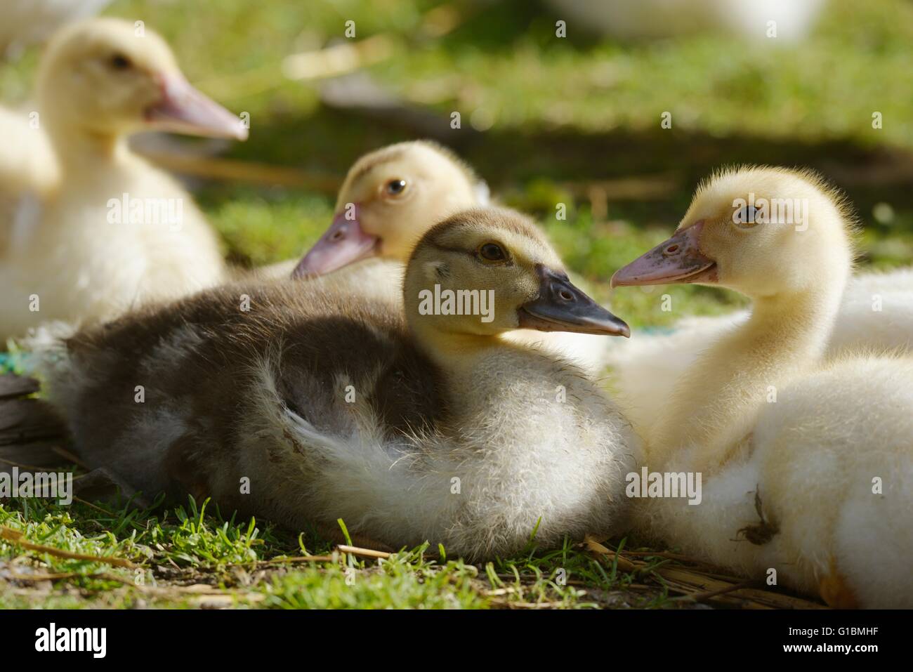 Young Muscovy Ducks, ducklings, Wales, UK Stock Photo - Alamy