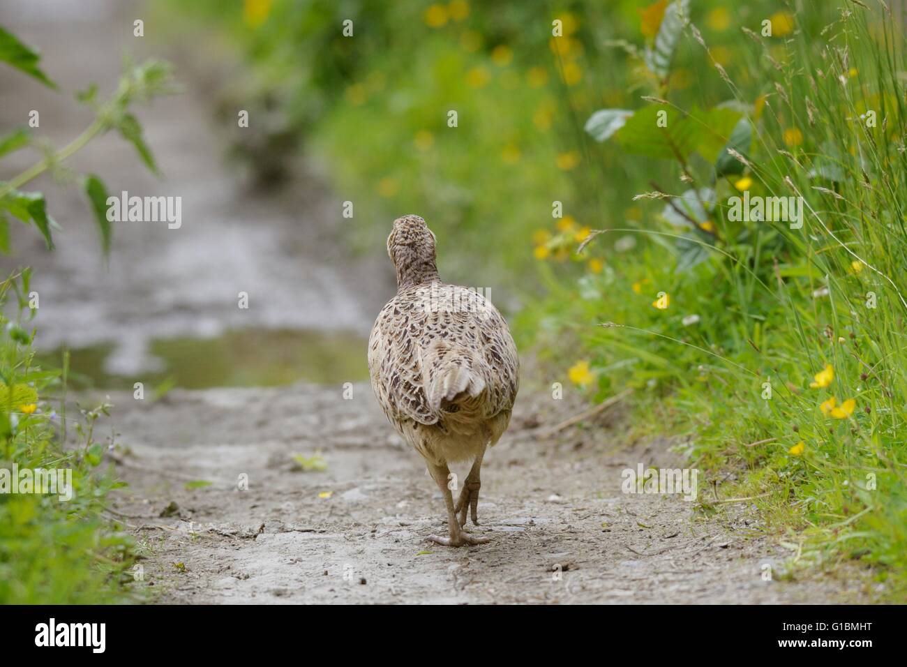 Rear view of Phasianus colchicus pheasant female, Wales, UK Stock Photo ...