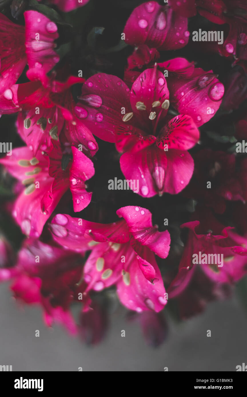 Pink flowers after rai Stock Photo - Alamy