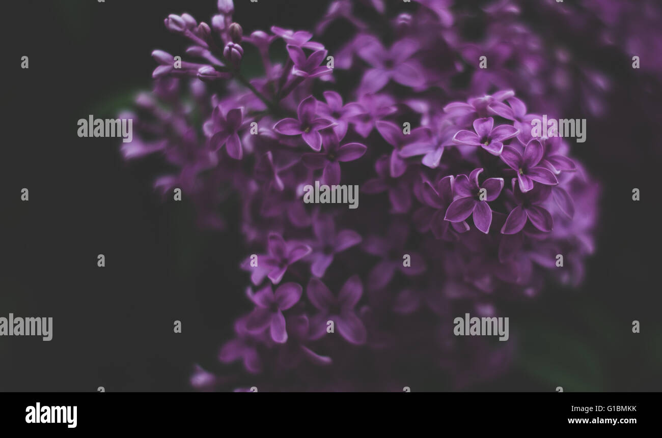 Dark lilac hi-res stock photography and images - Alamy